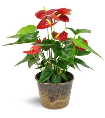 Blooming Flowers And Gifts Santa Ana | Best Flower Site