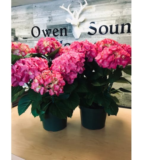 Owen Sound ON Florist - SAME-DAY Flower Delivery in Owen Sound ON ...
