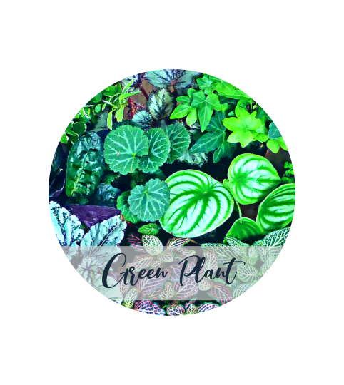 North Liberty IA Florist - FREE Flower Delivery in North Liberty IA ...