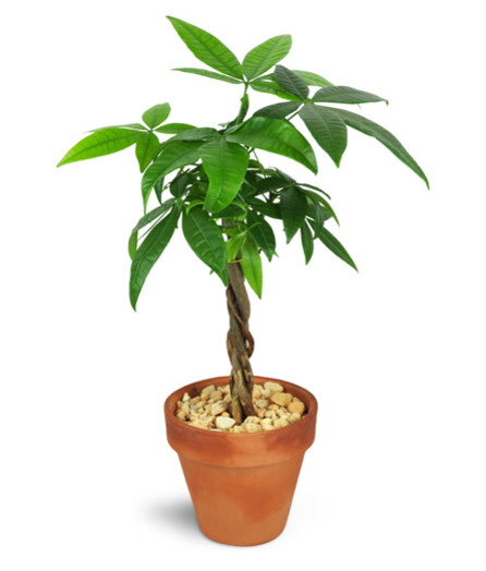 Lovingly's Collection - Petite Money Tree