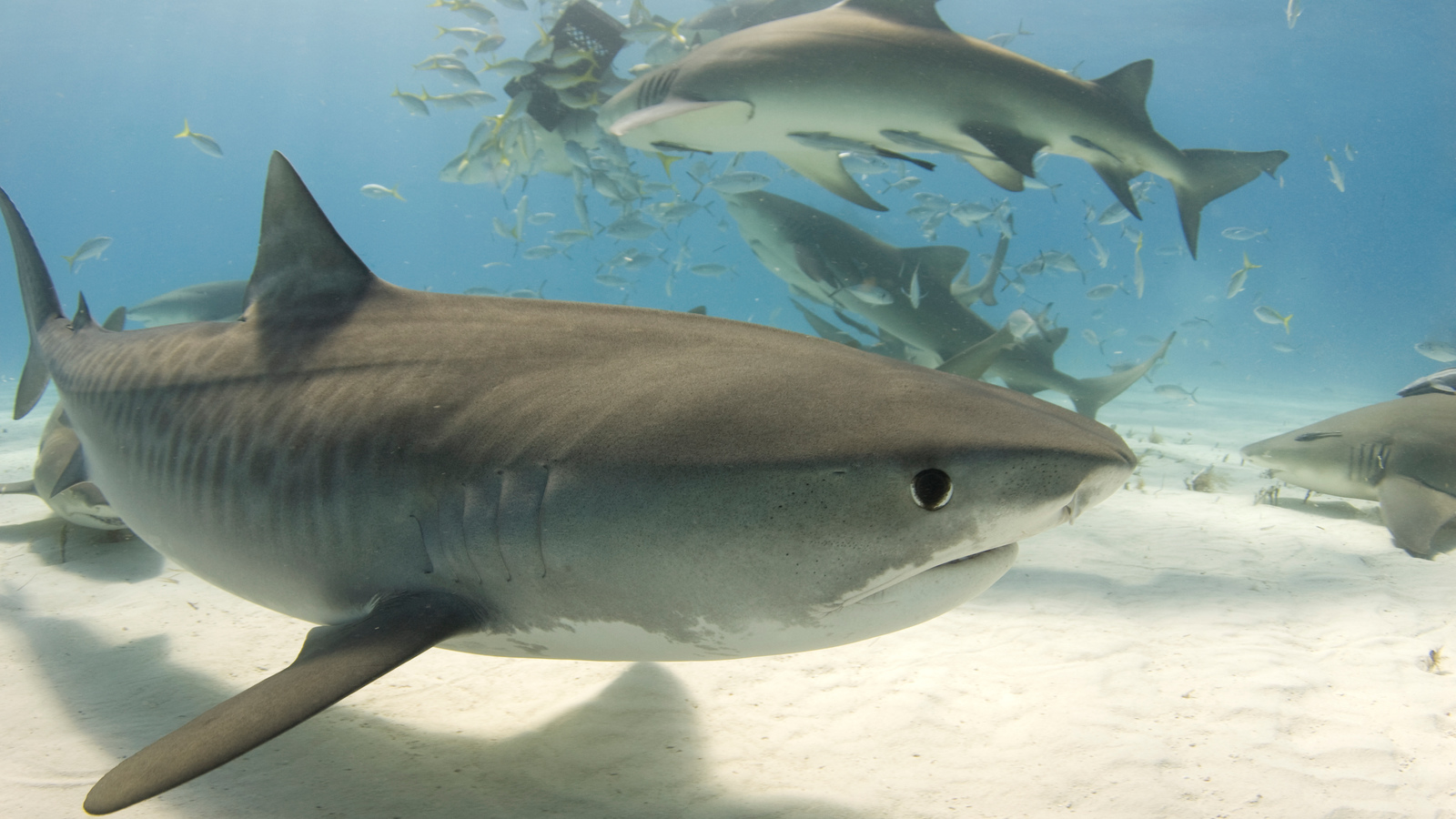 Sharks Fish Animals Eden Channel