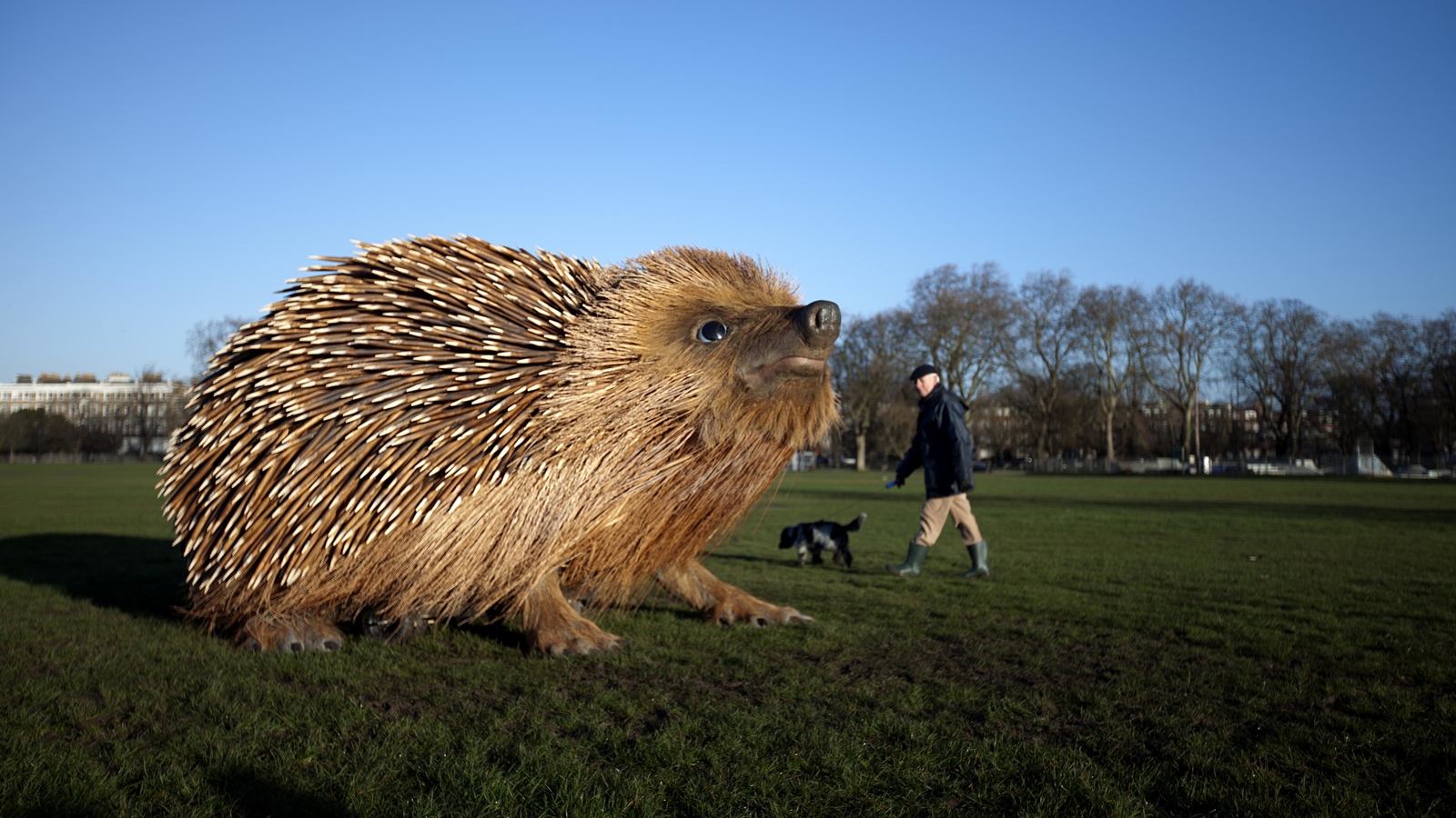 David Attenborough's Giant Hedgehog | David Attenborough's Natural ...