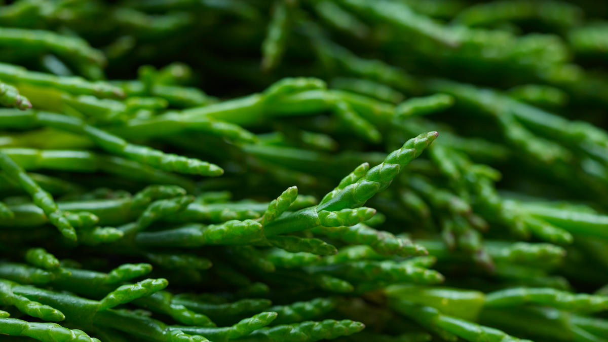 Samphire | Ingredients | Discover | Good Food Channel