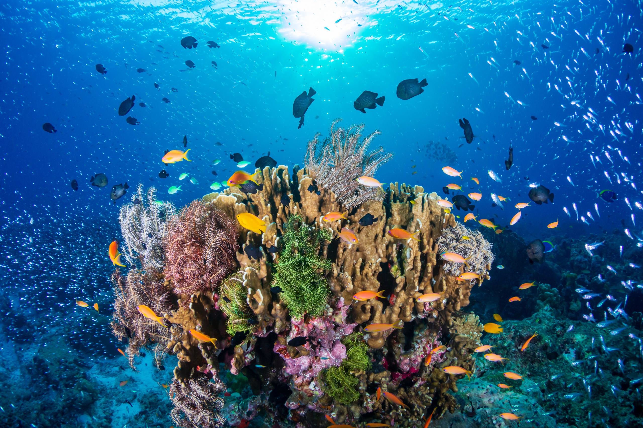 5 insights from the new MPA Guide that can help improve ocean ...