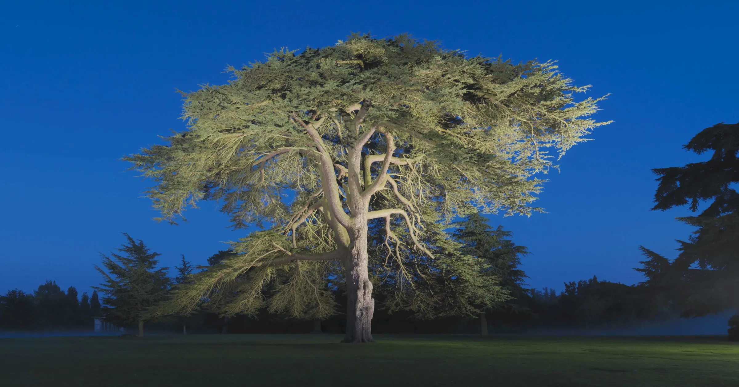 Adrian Houston - A Portrait of a Tree - Unit