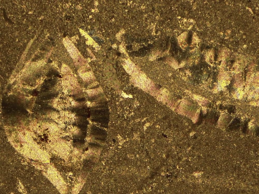 Petrography analysis of rock thin section | Upwork