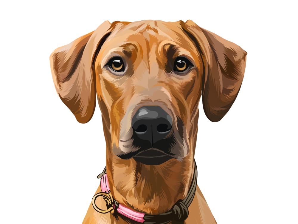 Stunning vector pet portrait in 24 hours! | Upwork