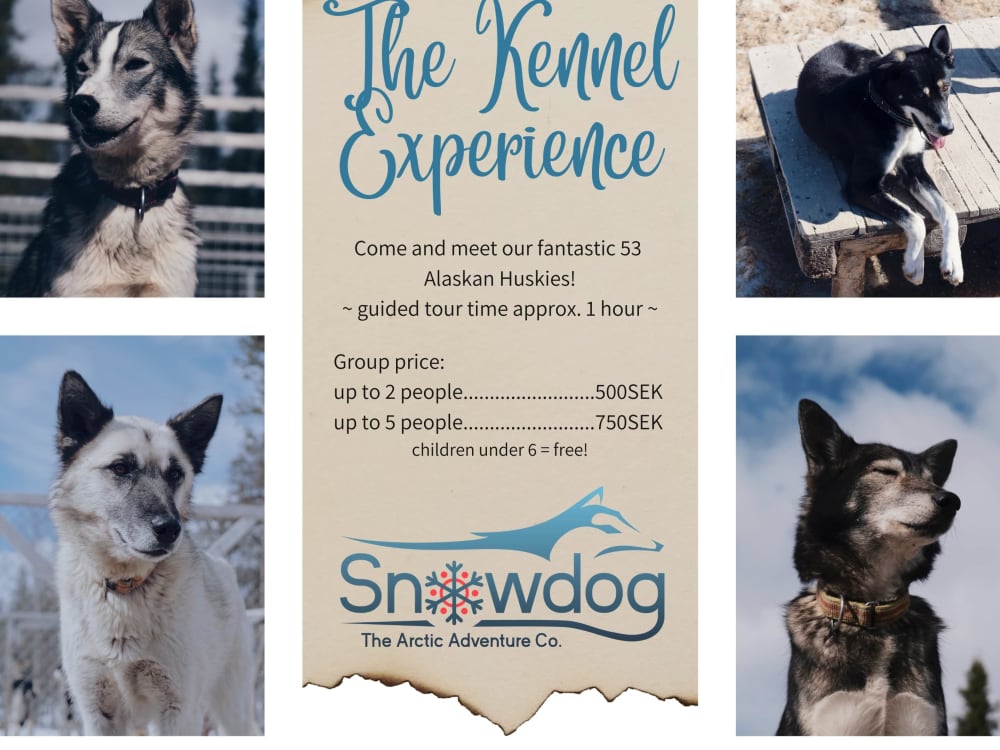 A flyer or poster based on your preferences and needs | Upwork