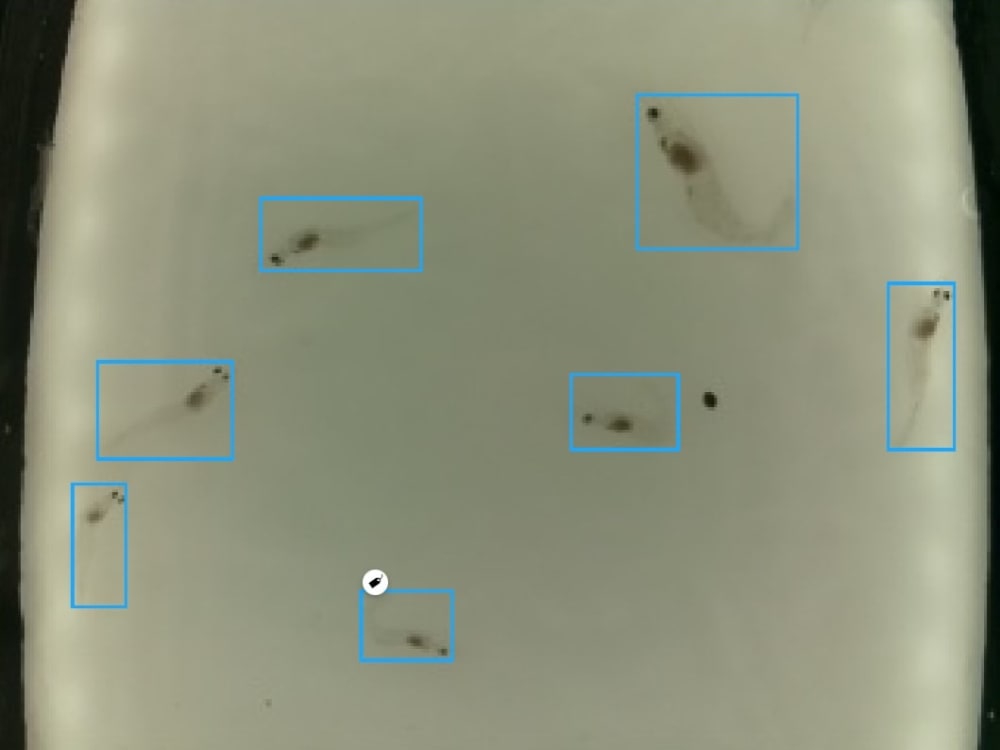 Bounding Box Segmentation And Object Detection For Ai Upwork