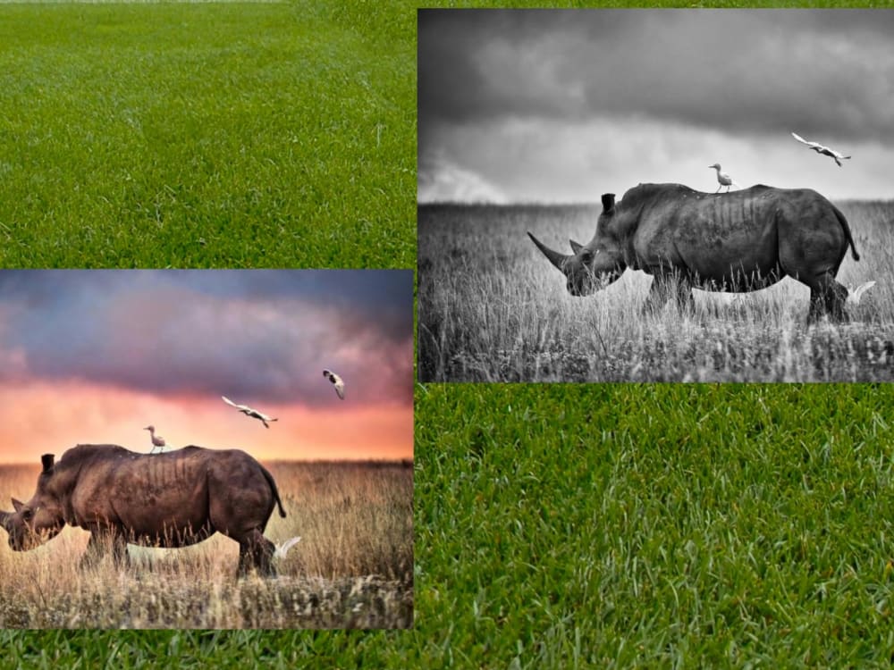 A perfect edited photo that will satisfy you. | Upwork