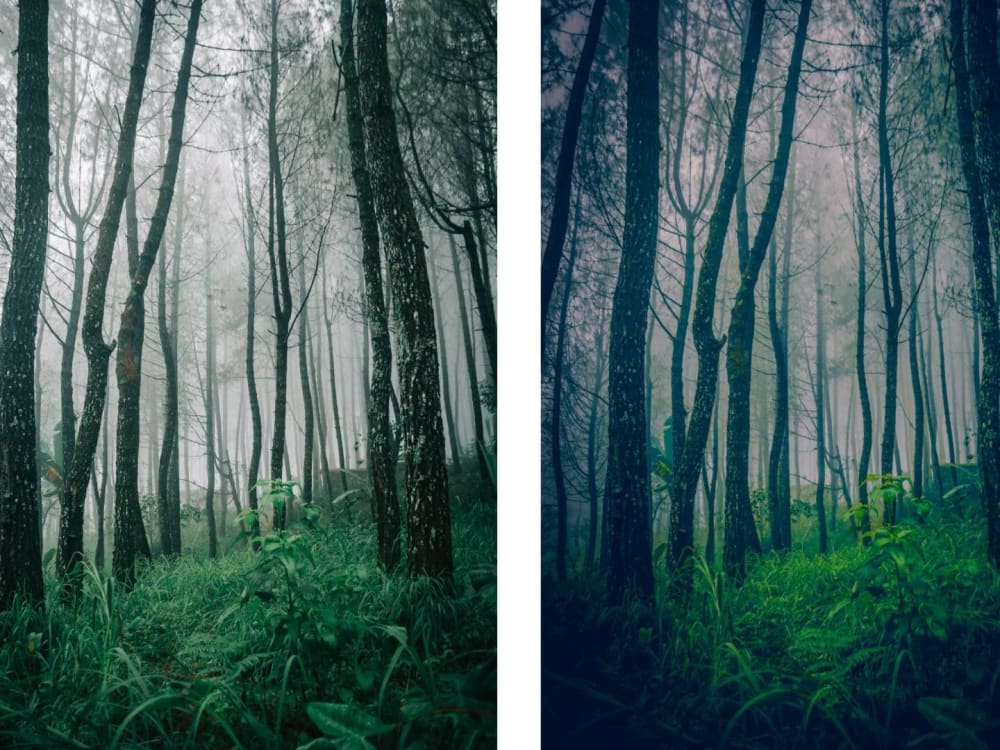 Elevate Your Videos and Photos with Expert Color Grading | Upwork