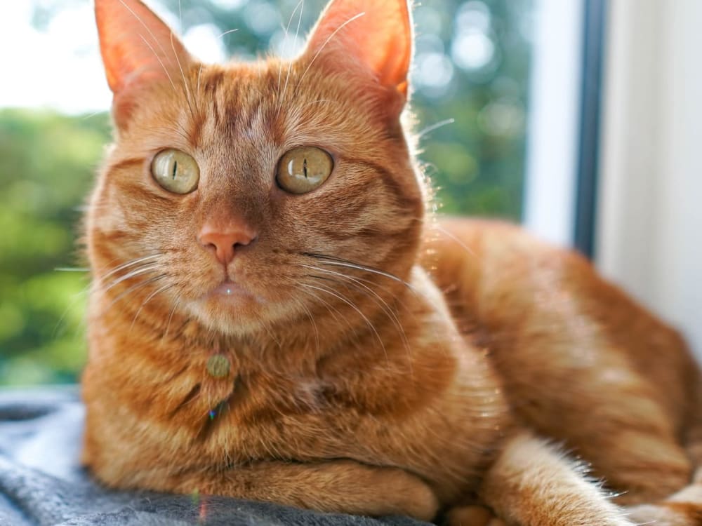 A Data Science/ Machine Learning / NLP project | Upwork