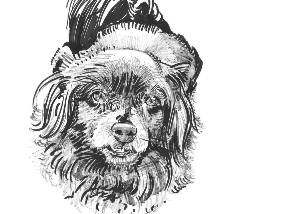 A fantastic free hand drawing of your pet | Upwork
