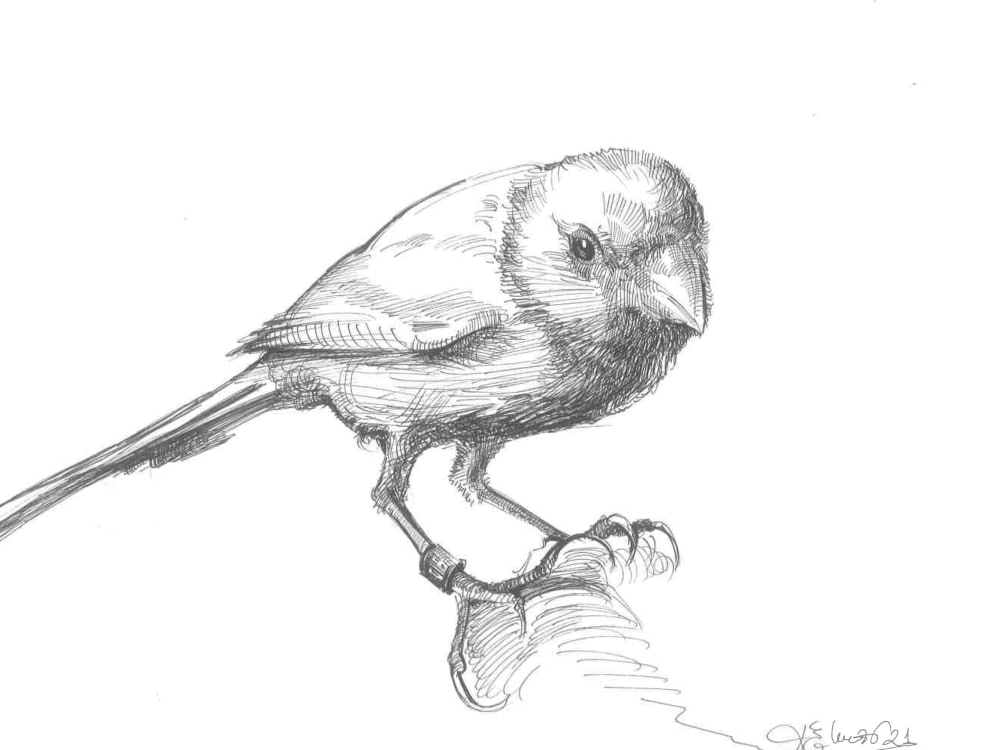 A fantastic free hand drawing of your pet | Upwork