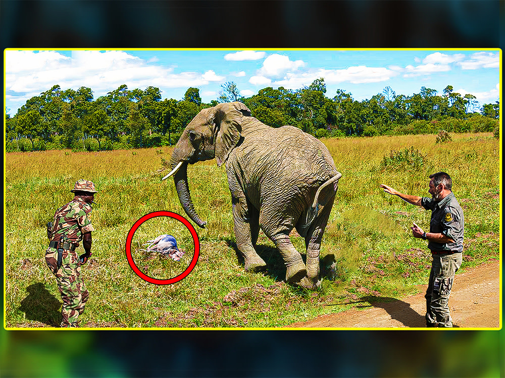 High-quality animals YouTube thumbnail to improve your CTR | Upwork