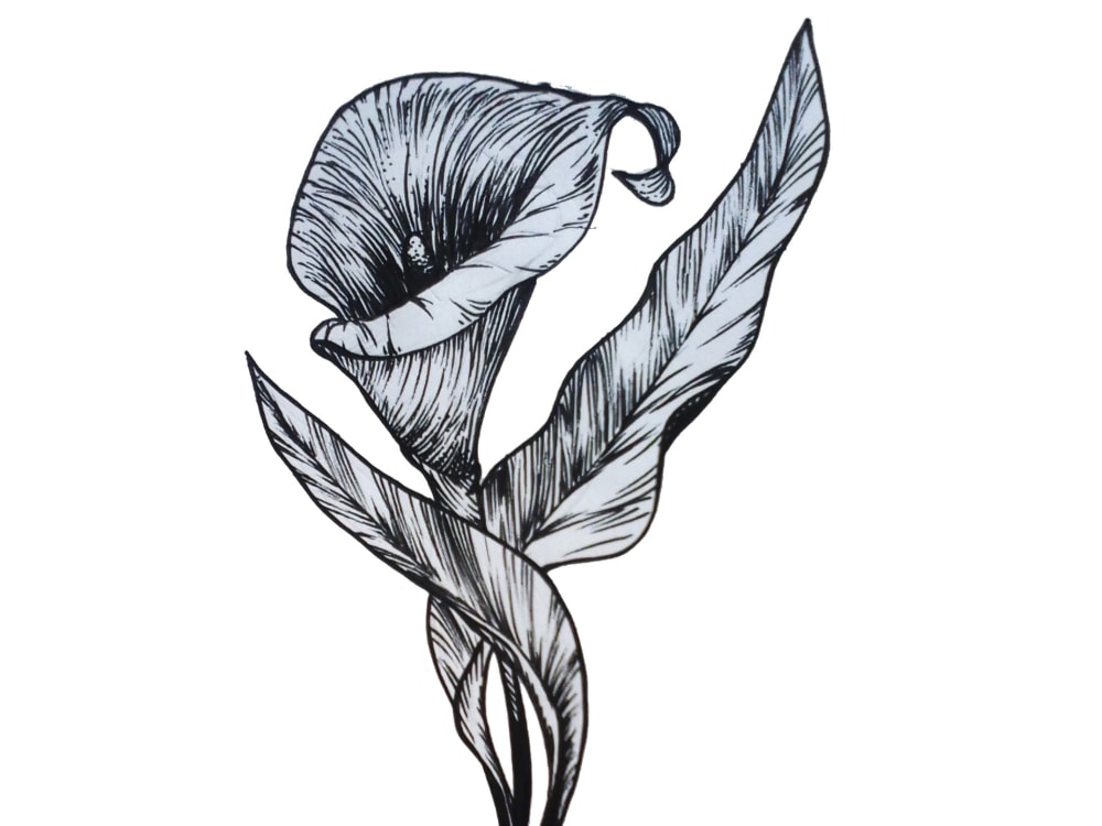 Naturalistic illustrations (black & white) | Upwork