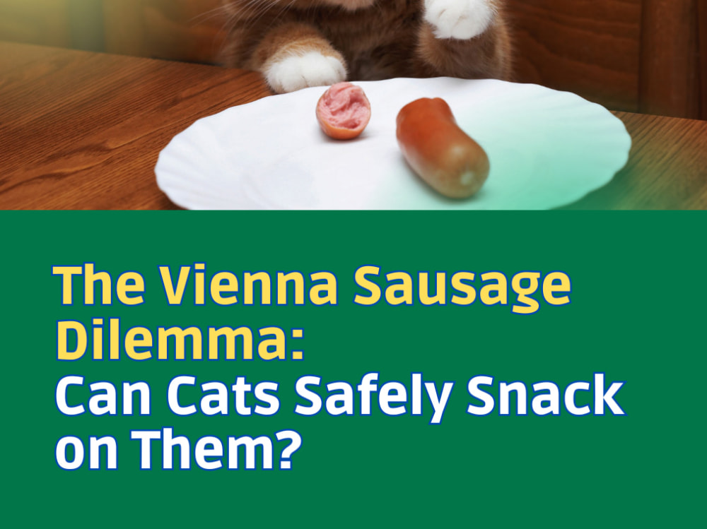 Expert Cat Health Blog: Informed Pet Care | Upwork