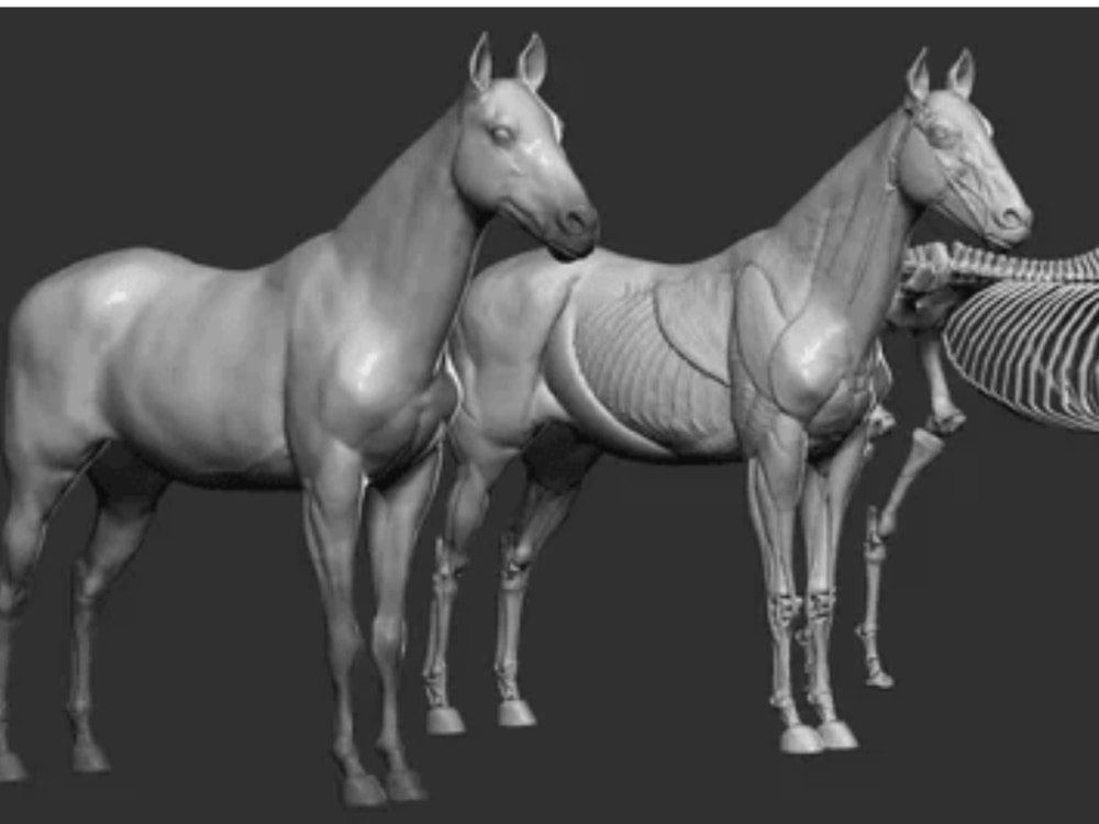3D realistic animal model 3d character model 3d animal animation design ...