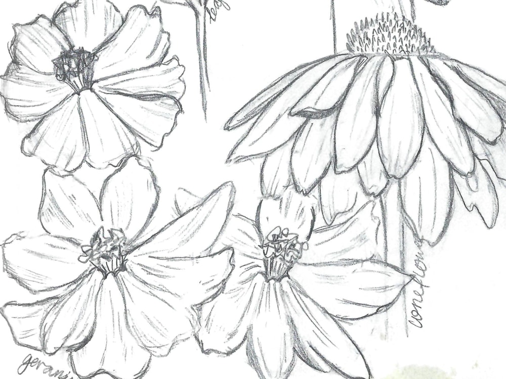 Experienced hand-drawn 2D illustrations | Upwork