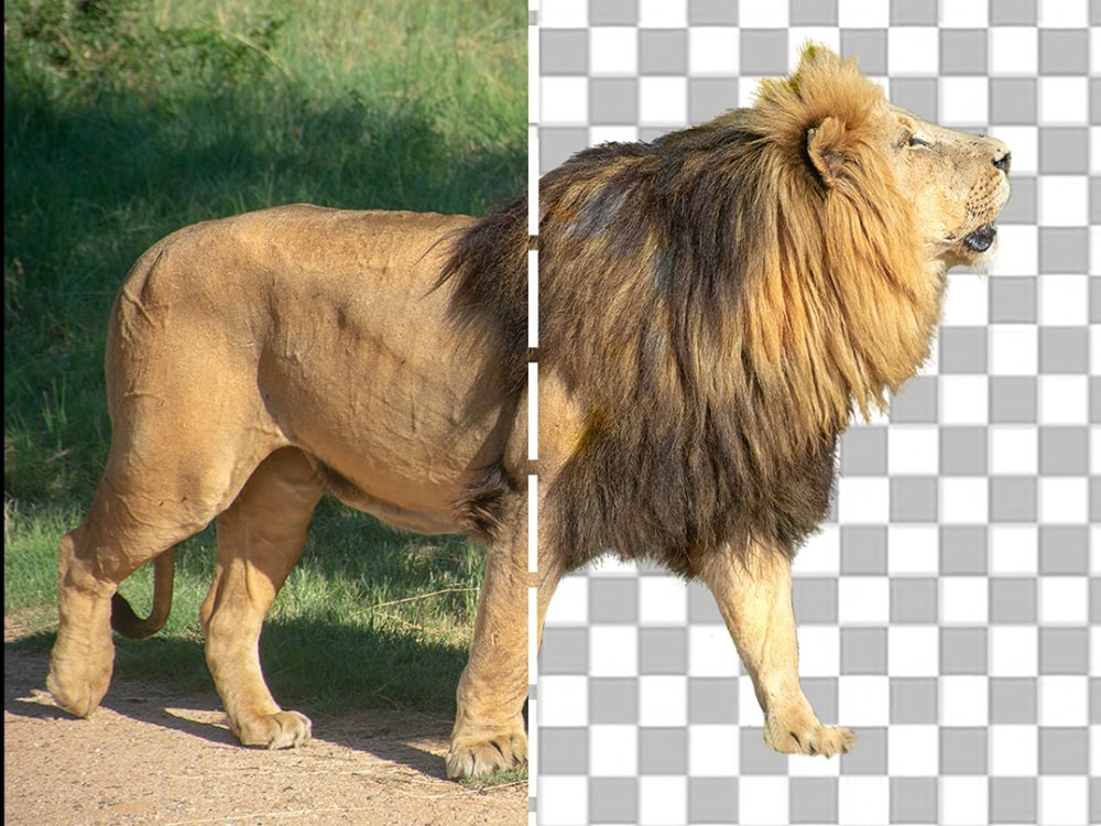 Background Removal: Say goodbye to distracting backgrounds. | Upwork