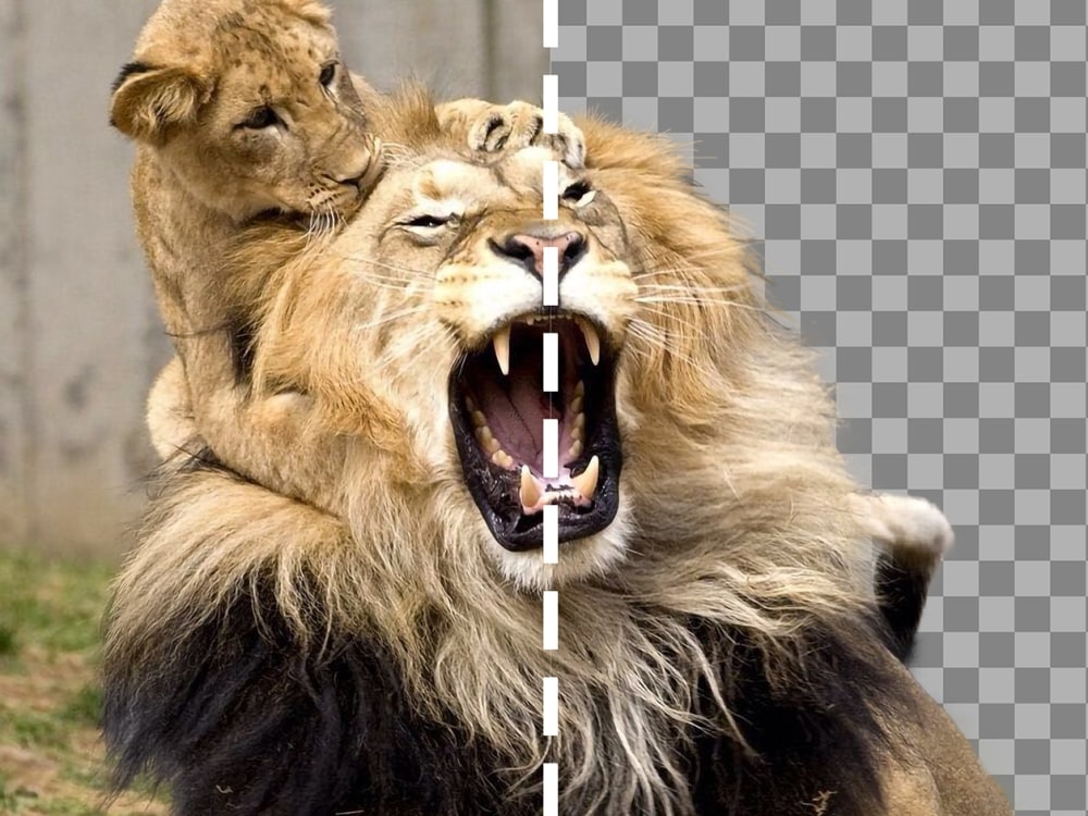 Background Removal: Say goodbye to distracting backgrounds. | Upwork