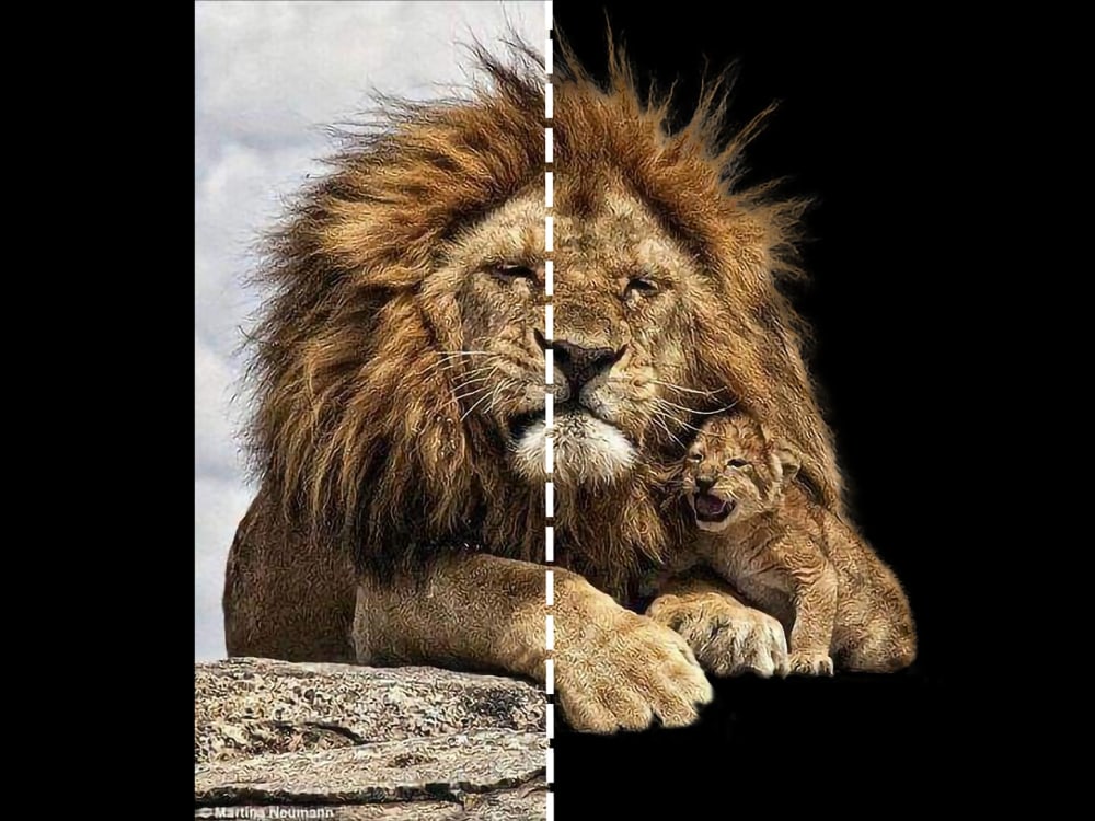 Background Removal: Say goodbye to distracting backgrounds. | Upwork