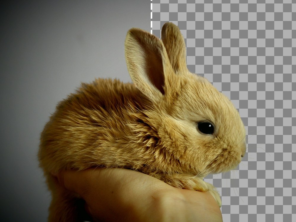 Background Removal: Say goodbye to distracting backgrounds. | Upwork