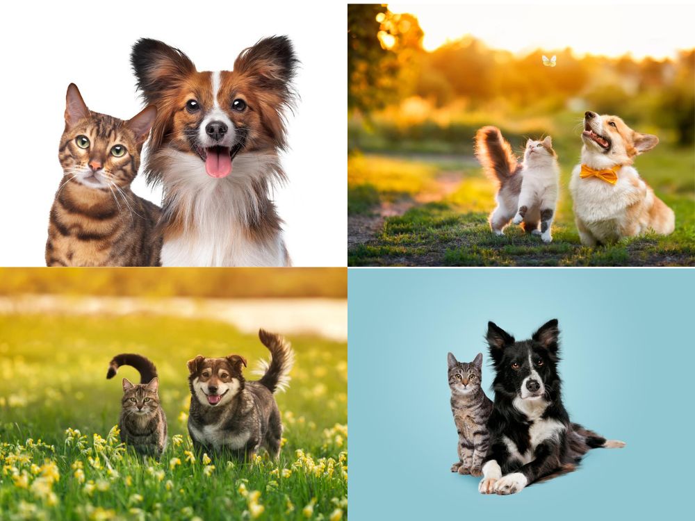 High quality HD & 4K royalty free stock photos | Upwork