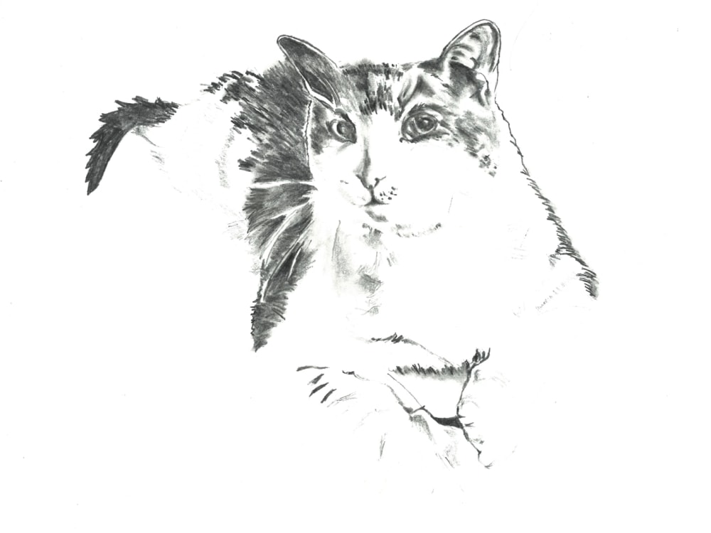A realistic pencil drawing of your favorite pet! | Upwork