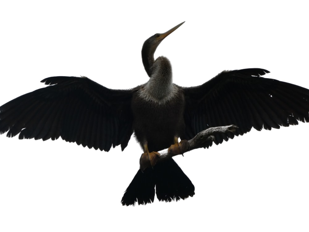 A picture without a background | Upwork