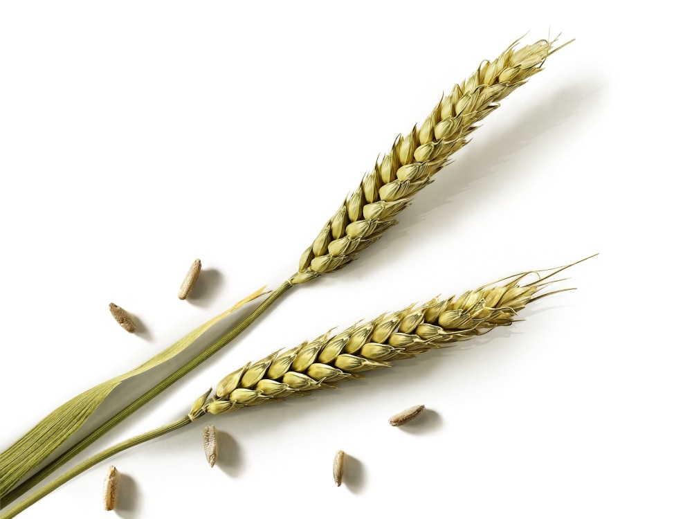 Object without background for any purpose | Upwork