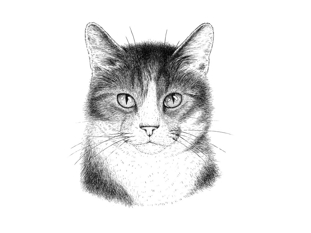 Pen and ink line art illustration of anything, animal portrait ...