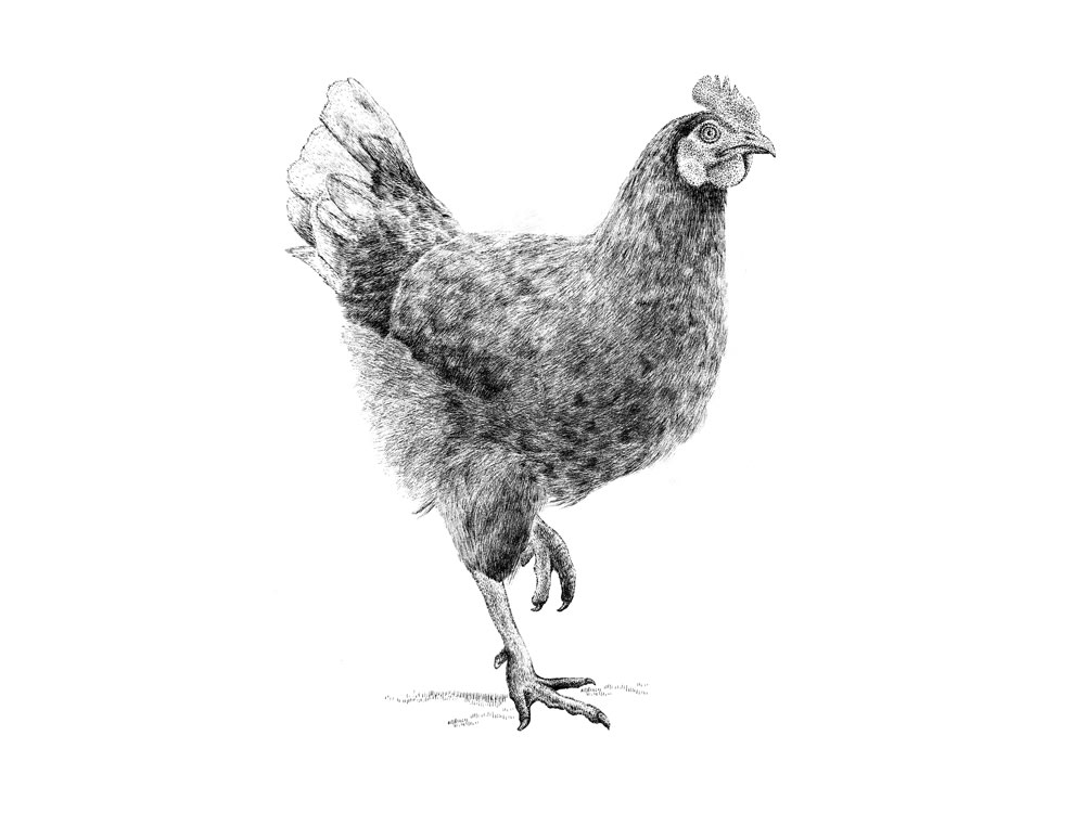 Pen and ink line art illustration of anything, animal portrait ...