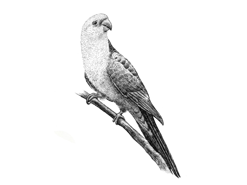 Pen and ink line art illustration of anything, animal portrait ...