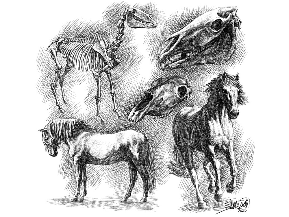 A stylish ink drawing of animals and pets | Upwork