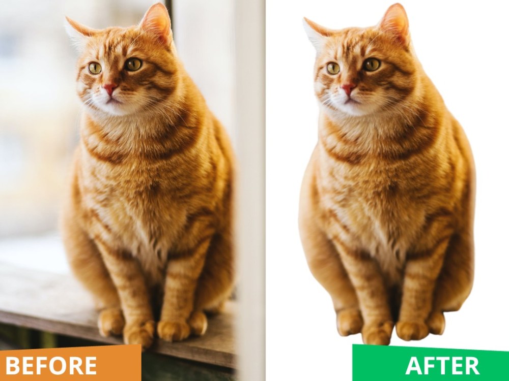 Professional images without background | Upwork