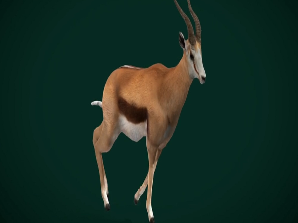 Realistic 3d animal model with quality texturing, lightning and ...
