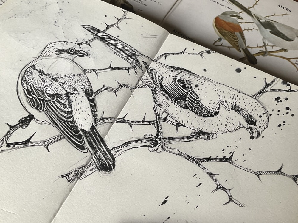 Traditional ink illustrations for your book project. | Upwork