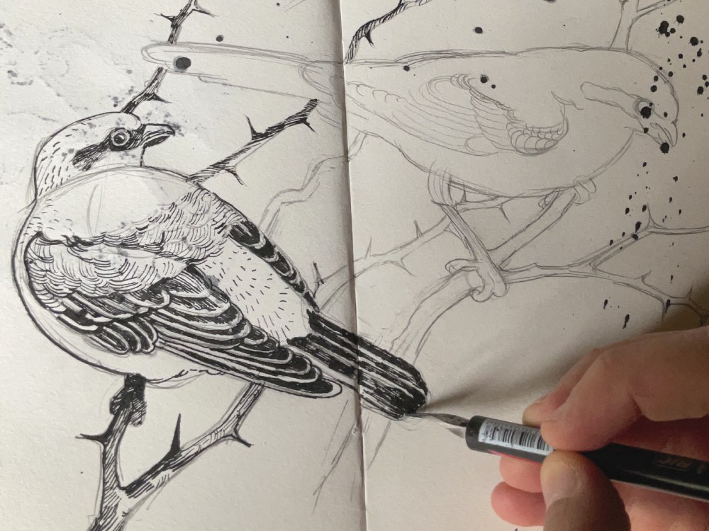 Traditional ink illustrations for your book project. | Upwork