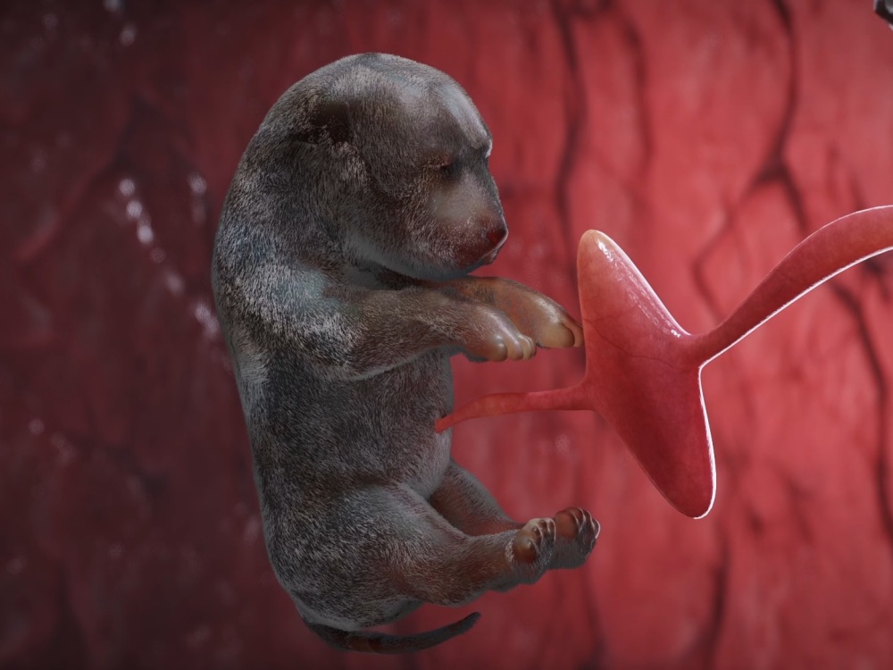 Create 3d animation with voiceover, vfx, cgi, 3d medical animation | Upwork