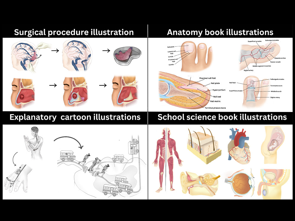 Anatomy medical illustrations | scientific body parts | surgical ...