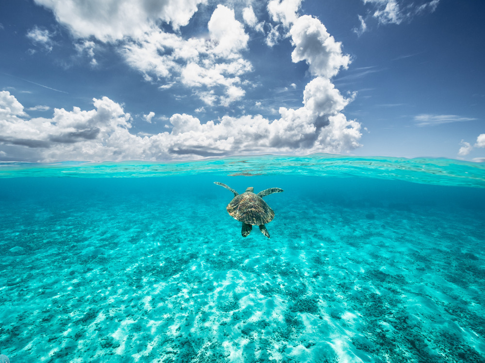 A dynamic Split Water photographic service | Upwork