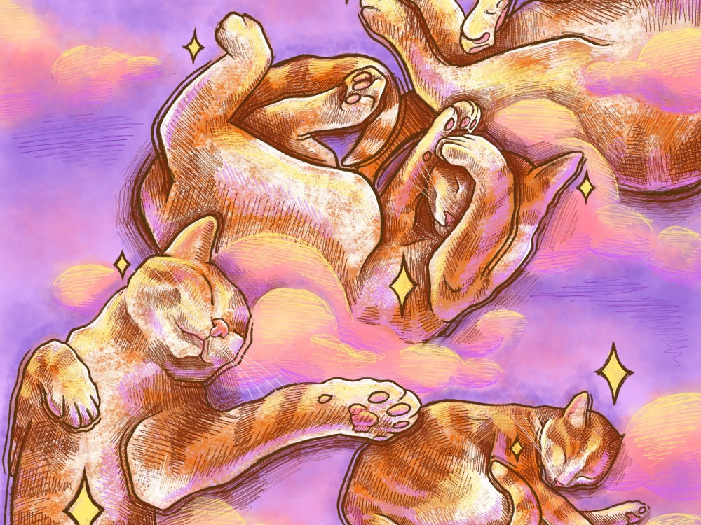 A Funky, surrealist Pet Portrait | Upwork