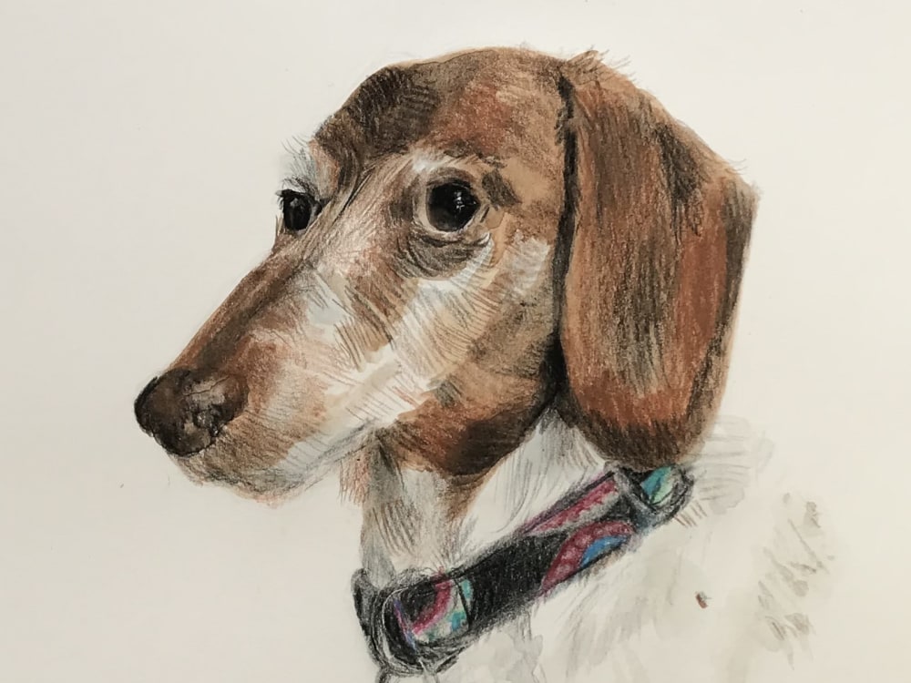 A realistic pet portrait hand drawn by me and delivered straight to you ...