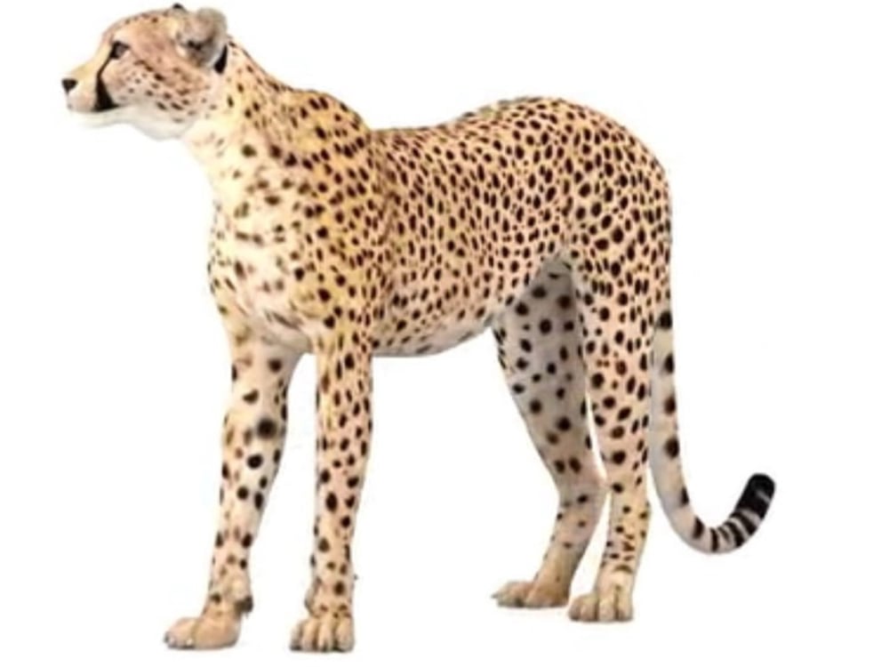 Do 3d realistic animal model, 3d animal animation, 3d animal rigging ...