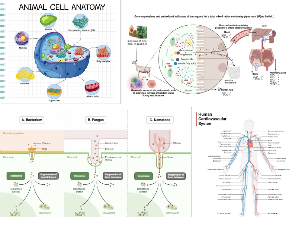 Medical / Biology-related Diagrams and Illustrations on biorender | Upwork
