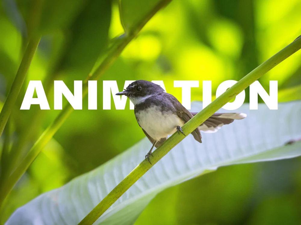 An Amazing 2.5D parallax video from your photos. | Upwork