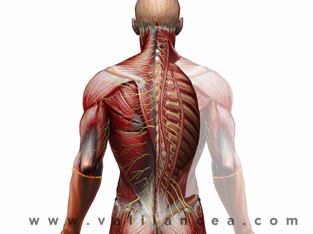 15 seconds of original scientific accurate animation | Upwork