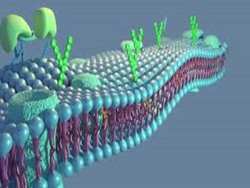 Your 3d medical anatomy scientific biomedical illustration or animation ...
