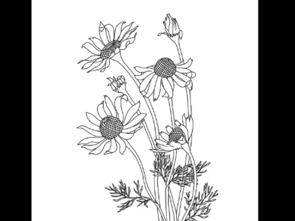 A simple line art of your photo | Upwork